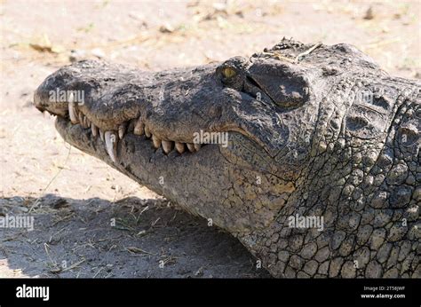 Teeth Nile Crocodile Nilkrokodil Crocodile Du Nil Crocodylus