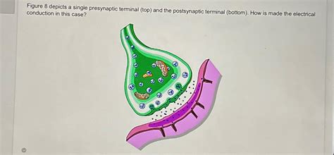 Solved Figure 8 ﻿depicts A Single Presynaptic Terminal Top