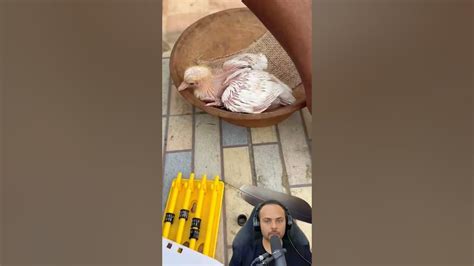 طريقة وضع خاتم في رجل الحمامة🕊️ حمام خواتمالحمام تربيةالحمام