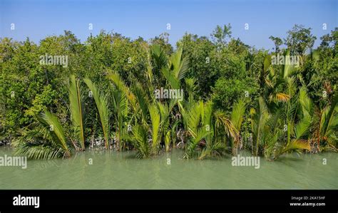 View Of Nypa Fruticans Aka Nipa Palm Or Mangrove Palm Growing In The Mangrove Of The Sundarbans