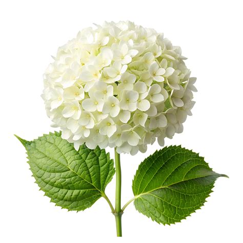 繡球花和葉子隔離的透明背景 绣球花 樹葉 花png去背圖片素材免費下載，免摳圖設計圖案下載 Pngtree
