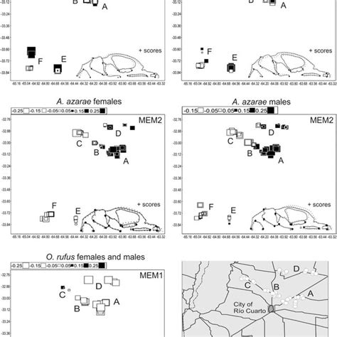 Spatial Patterns Of Mandible Shape Variation Obtained By The Moran