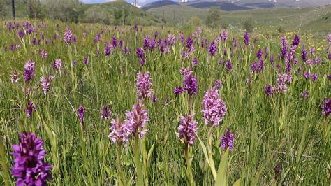 Plants of Armenia - Home | Facebook