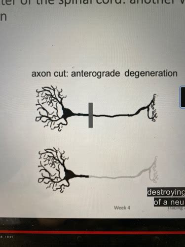 Week 4 Anterograde And Retrograde Tracing In The Spinal Cord