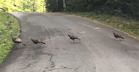 Theyre All Barefooted Album On Imgur