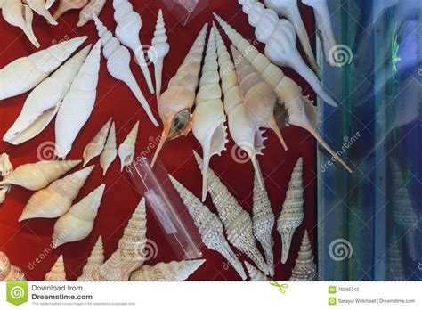 Sea Shell And Fossil Stock Image Image Of Consist White