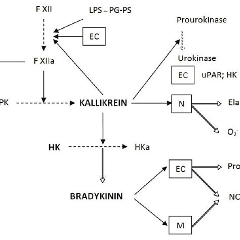 Potential Role Of Intestinal Tissue Kallikrein Kinin System In