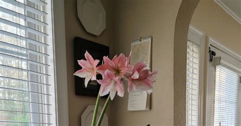 Charming The Birds From The Trees Tinkerbell Amaryllis