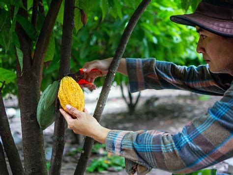 Premium Photo Cocoa Farmer Use Pruning Shears To Cut The Cocoa Pods