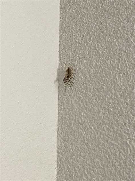 What Is This Bug In My Bathroom Rwhatsthisbug