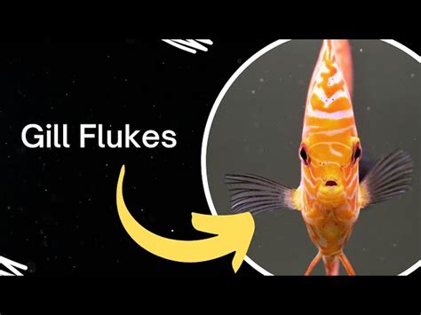 How To Treat Flukes