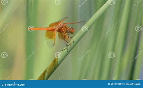 Flame Skimmer Dragonfly Close Up Stock Video Video Of Biodiversity Beautiful 281112869