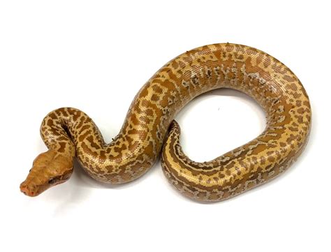 Batik Short Tailed Python Traits Morphpedia