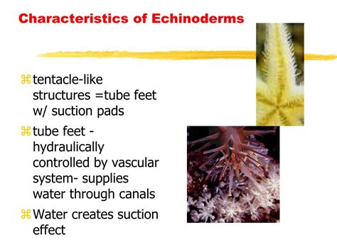 Ppt Echinoderms Powerpoint Presentation Free Download Id 712633