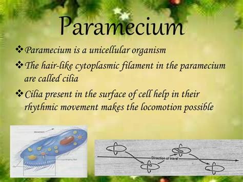 Locomotion Various Type Pptx Biological Sciences Science