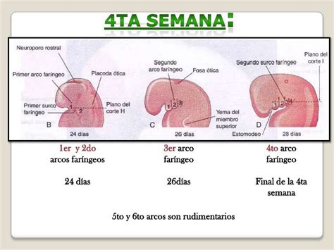 Arcos Faríngeos Embriología De Cabeza Cara Y Cuello Montalván Mirand