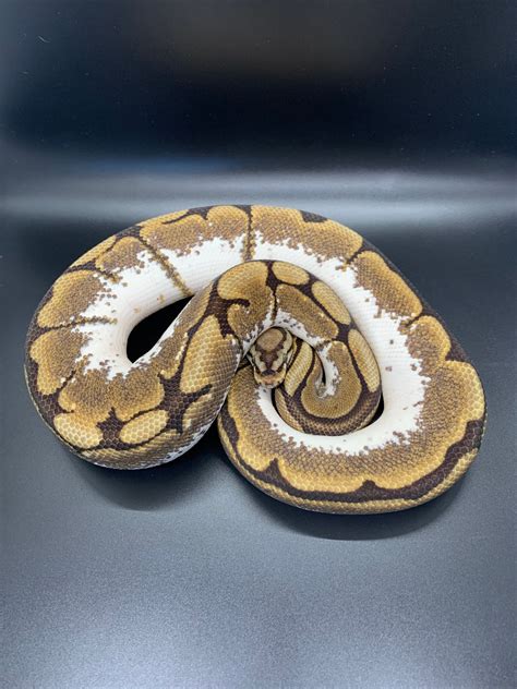 Calico Spider Ball Python By Genetic Vault Reptiles Morphmarket