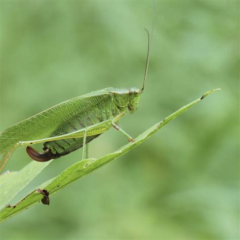 Katydid Nymph