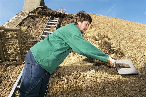 Re Thatching A Cottage Roof Stock Image C0049722 Science Photo Library