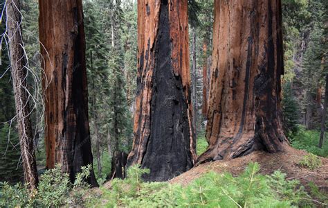Premium Photo Giant Burnt Sequoia Trees In Sequoia National Park