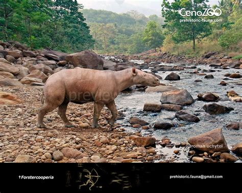 Forstercooperia зображення купити недорого Uchytel