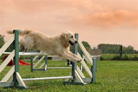 The Best Golden Retriever Training Guide Youll Ever Need K9 Web