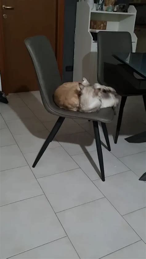 Wrestling On Chair Scrolller