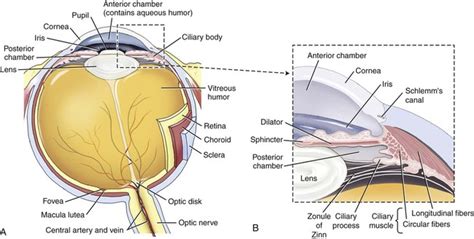 Eye And Adnexa Basicmedical Key