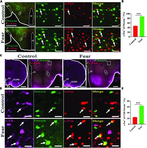 Hypothalamic Orexin Vlpo Neural Pathways Were Activated By Conditioned Download Scientific