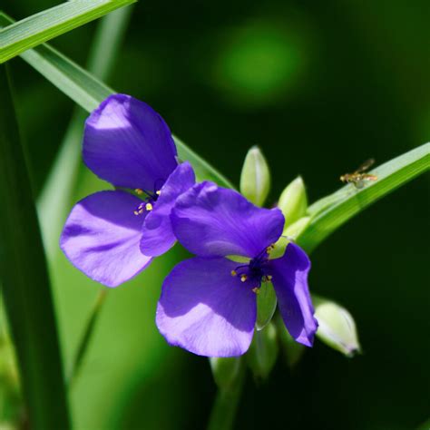 Ohio Spiderwort