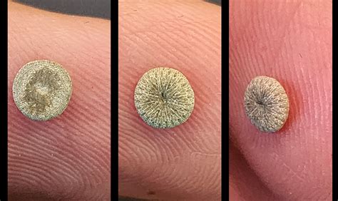 My Small Collection Microfossil Id Fossil Id The Fossil Forum