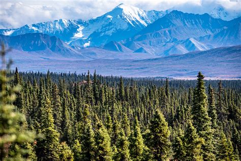 Denali Hiking Adventures Our Personal Picks For The Best Trails