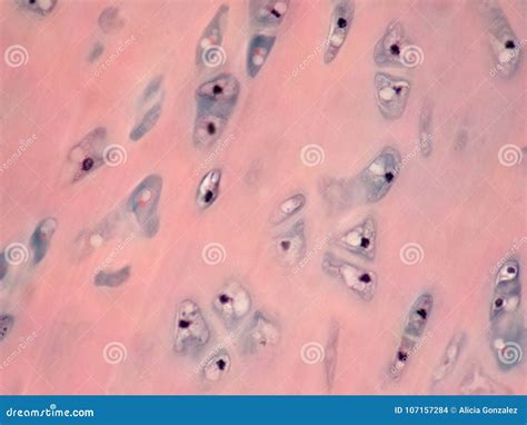 Cartilaginous Chondriom Tissue Microphotography Under Optic Microscope