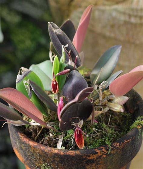 Restrepia Iris レストレピア・イリス（世界のラン科植物）