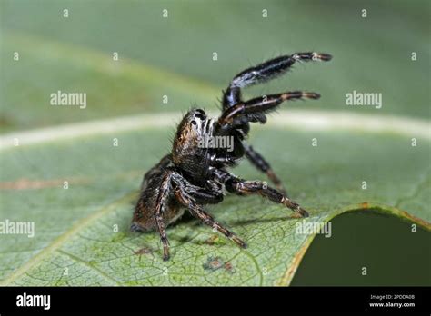 Jumping Spider Evarcha Arcuata Evarcha Marcgravi Male Threatening