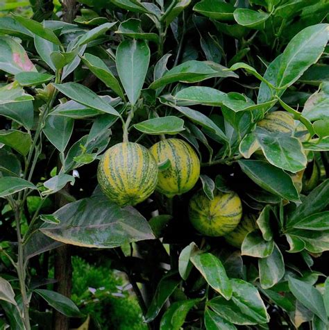 Citrus Pink Eureka Lemon Seeds Lemon Tree