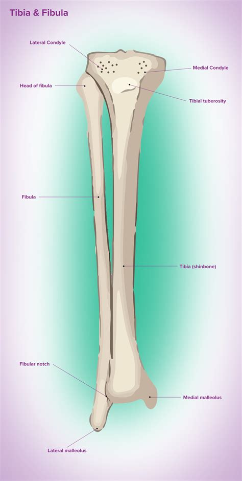 Fibular Head Bio Lexicon