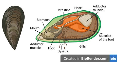 Anatomy Of A Mussel Mussel California