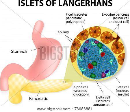 Islets Langerhans Vector And Photo Free Trial Bigstock
