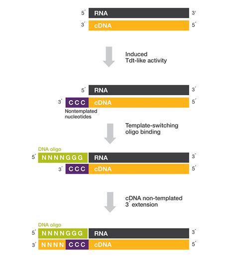 Reverse Transcriptase Properties Thermo Fisher Scientific Us