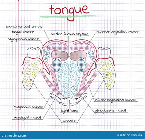 Tongue