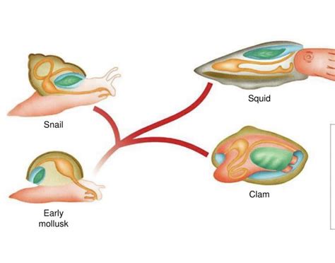 Mollusk Body Plan Quiz