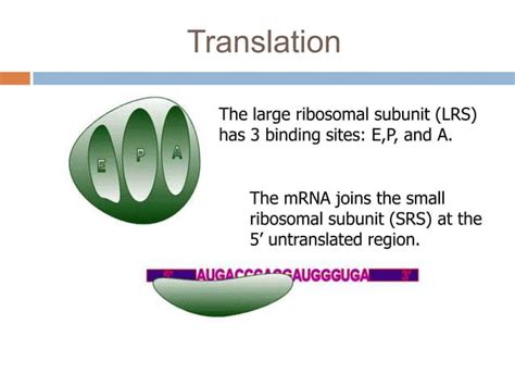 Translation Mutation Ppt Ppt
