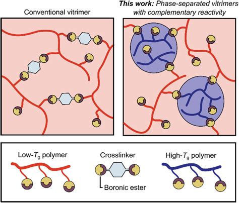 Schematic Comparison Between The Structure Of Conventional Elastomeric Download Scientific