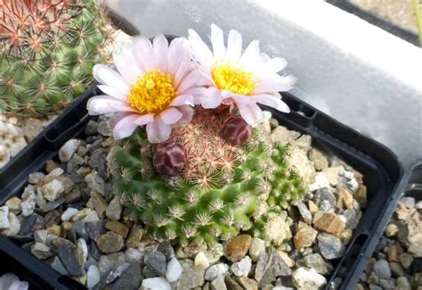 How Much Light Do Cactus Need To Grow Well A Summary Table