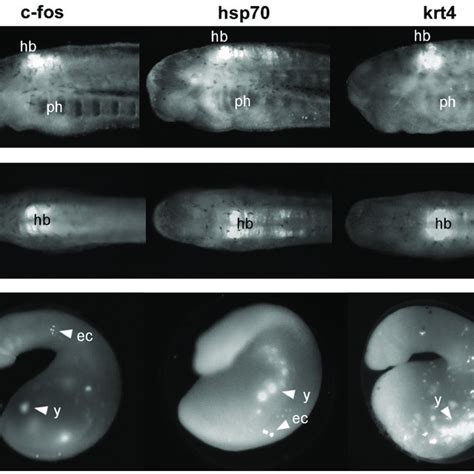 Introducing The Lamprey Brain A D Anatomy Of The Adult Lamprey