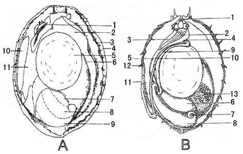 Abalone Shell Structure