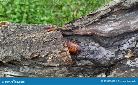 Large Madagascar Hissing Cockroach Crawling On Tree Gromphadorhina Portentosa Outdoor Stock