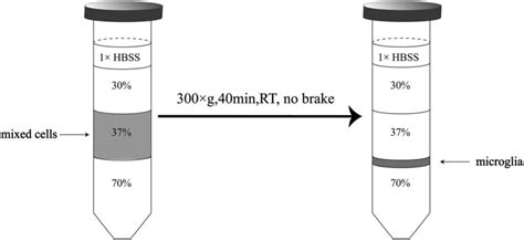 The Schematic Diagram Of Different Concentrations Of Density Percoll