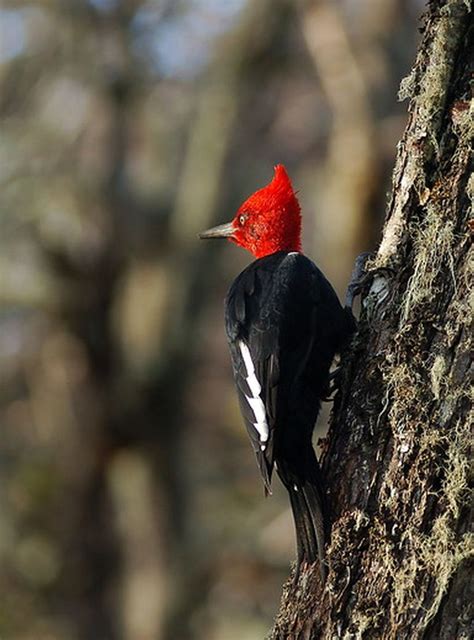 Pájaro Carpintero Características Alimentación Reproducción Y Más